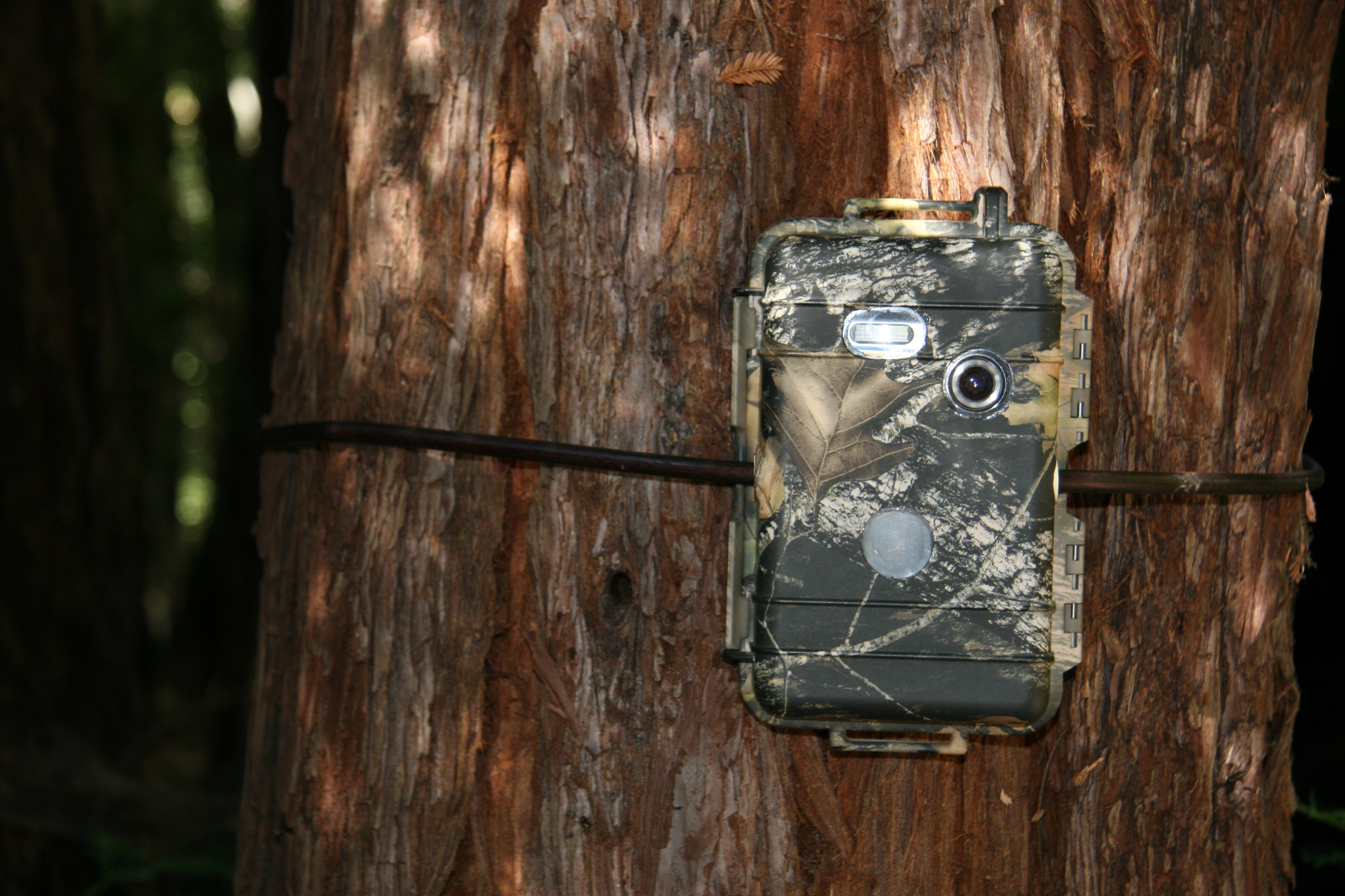 A Study of Patience with Nature – Camera Trapping | Milbrand Cinema